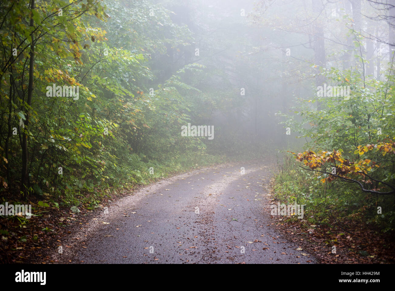 colorful autumn trees in heavy mist in wet forest after rain. scenic ...