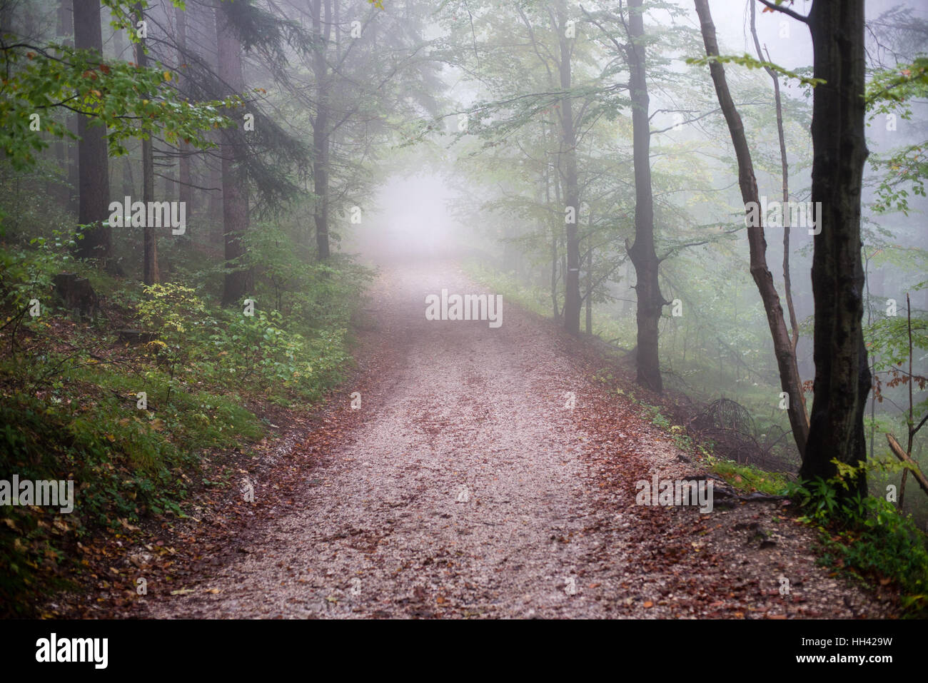 colorful autumn trees in heavy mist in wet forest after rain. scenic ...