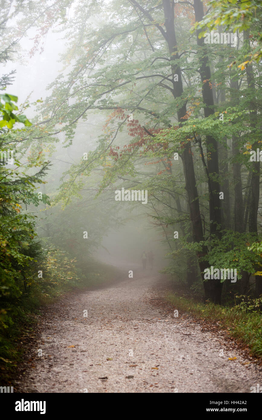 colorful autumn trees in heavy mist in wet forest after rain. scenic ...