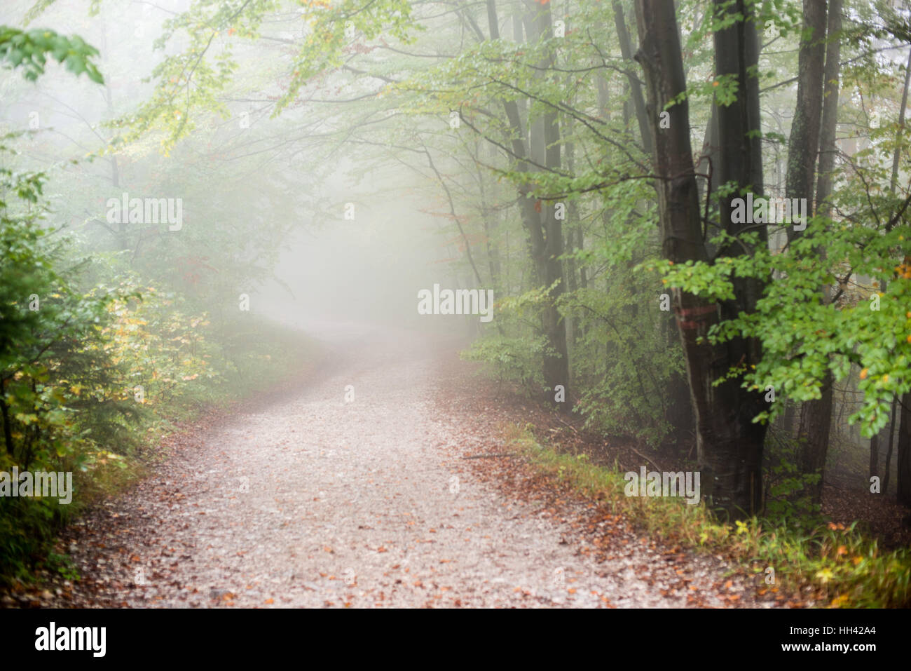 colorful autumn trees in heavy mist in wet forest after rain. scenic ...