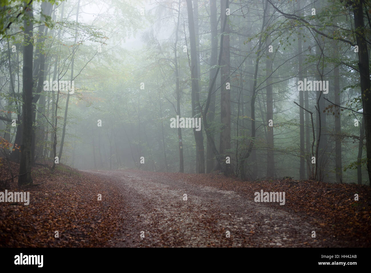colorful autumn trees in heavy mist in wet forest after rain. scenic ...