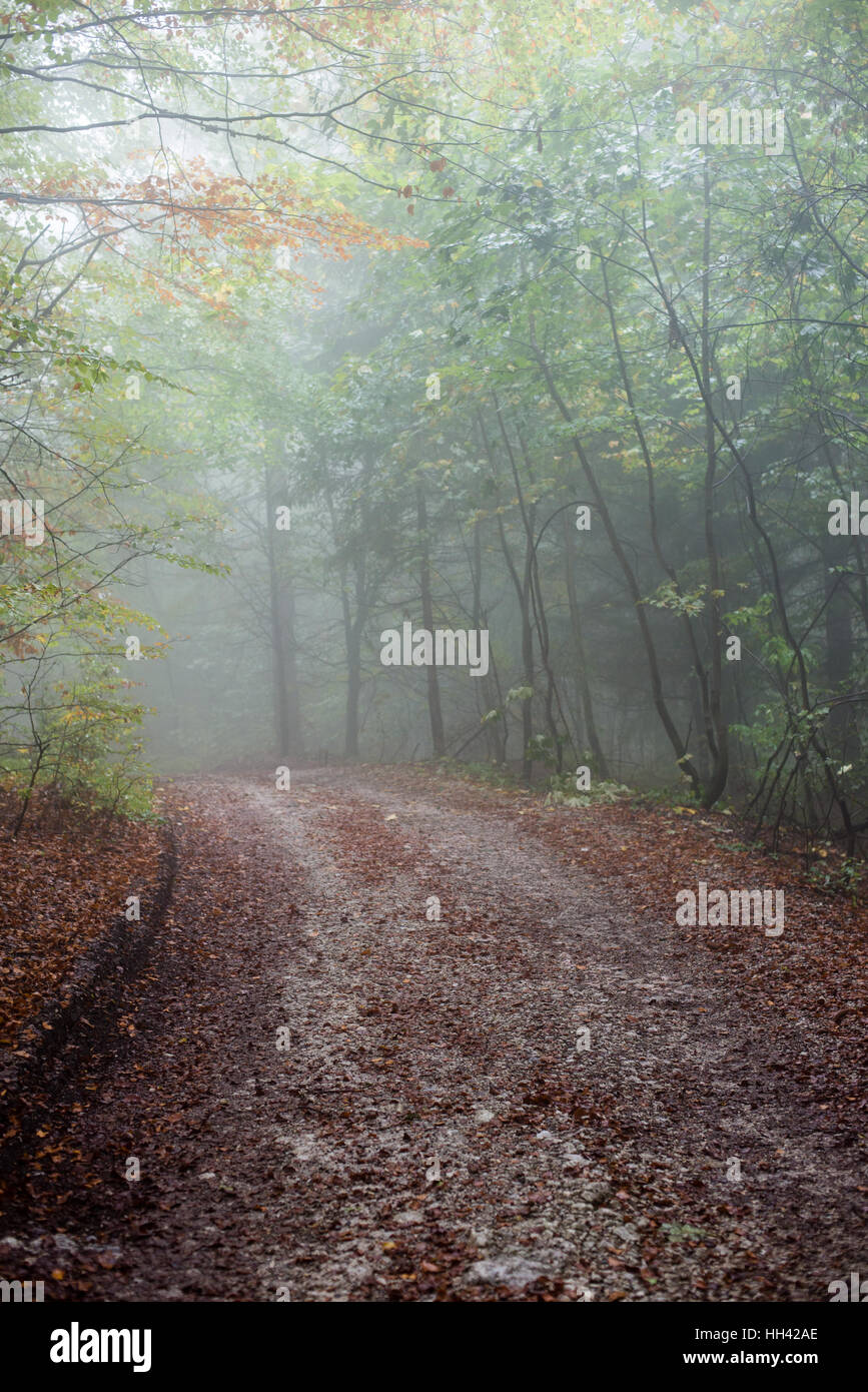 colorful autumn trees in heavy mist in wet forest after rain. scenic ...