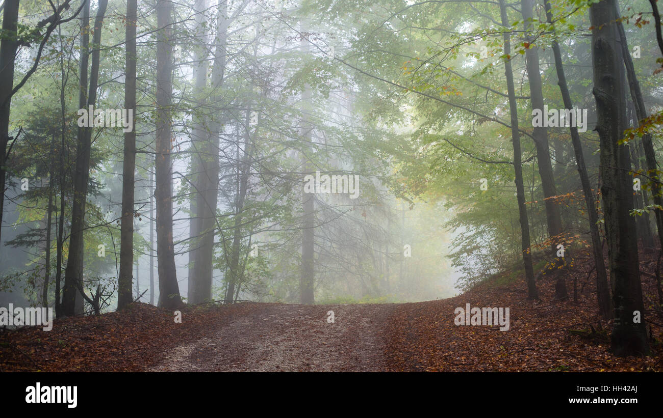 colorful autumn trees in heavy mist in wet forest after rain. scenic ...