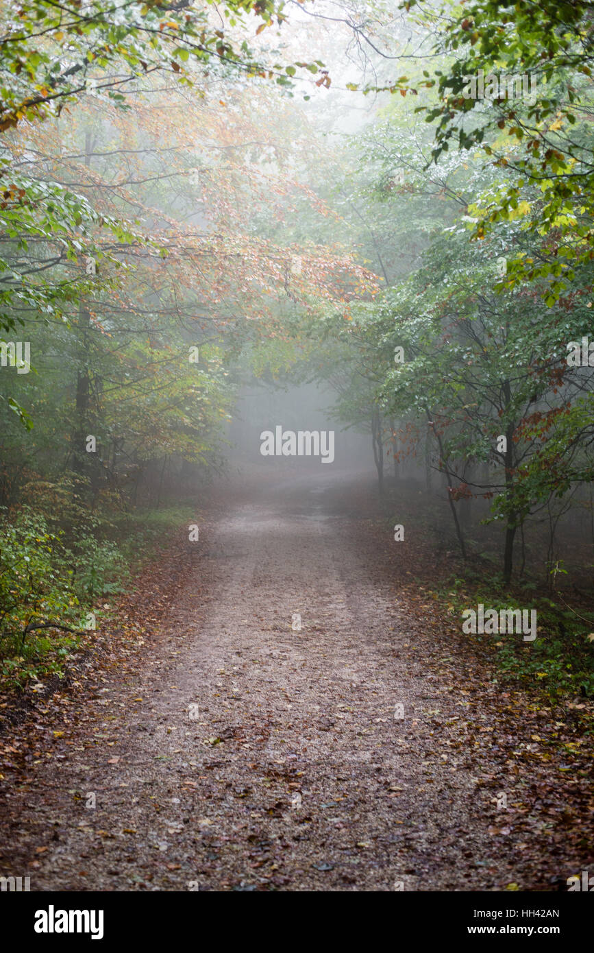 colorful autumn trees in heavy mist in wet forest after rain. scenic ...