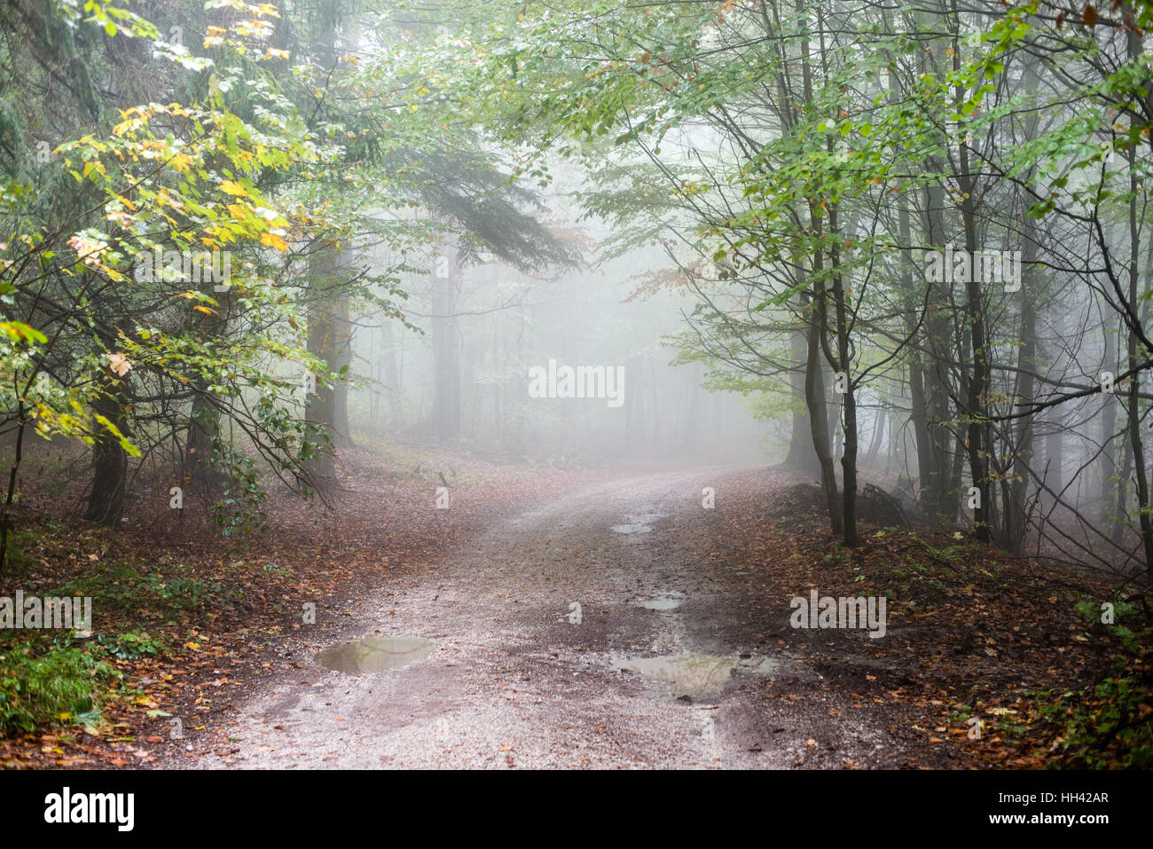 colorful autumn trees in heavy mist in wet forest after rain. scenic ...