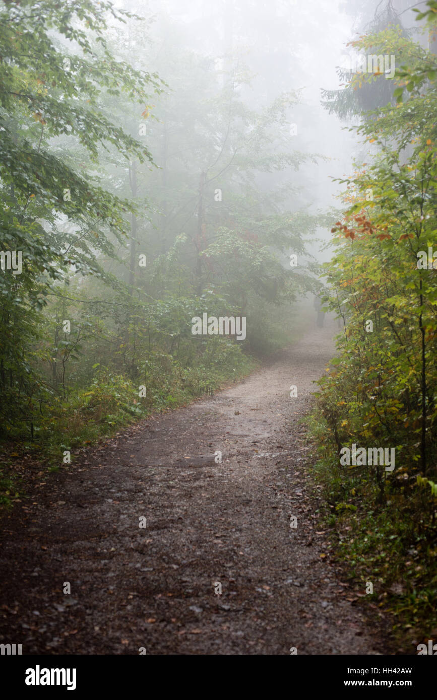 colorful autumn trees in heavy mist in wet forest after rain. scenic ...