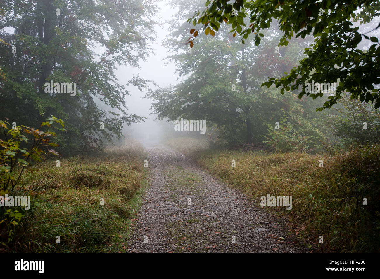 colorful autumn trees in heavy mist in wet forest after rain. scenic ...