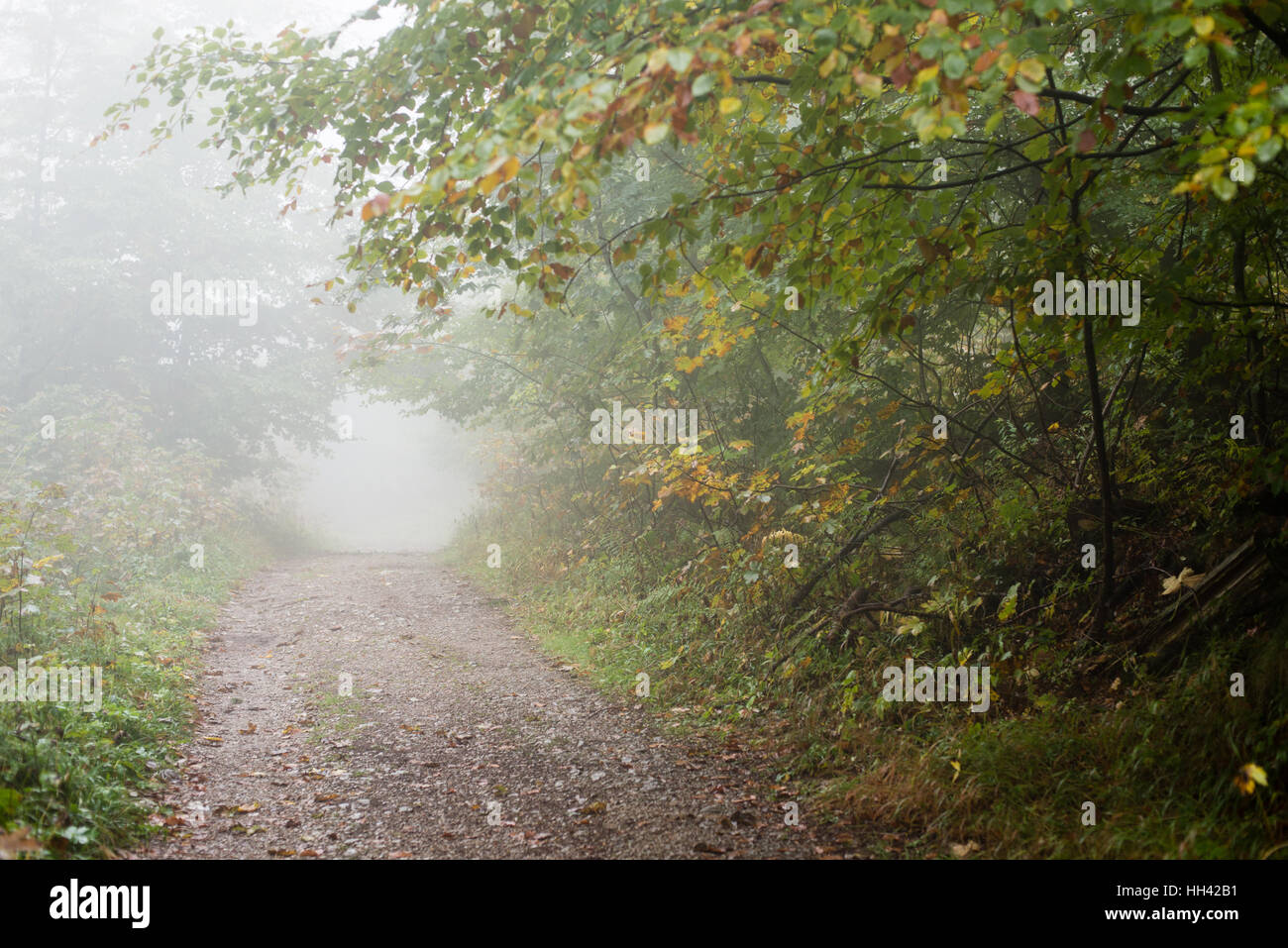colorful autumn trees in heavy mist in wet forest after rain. scenic ...