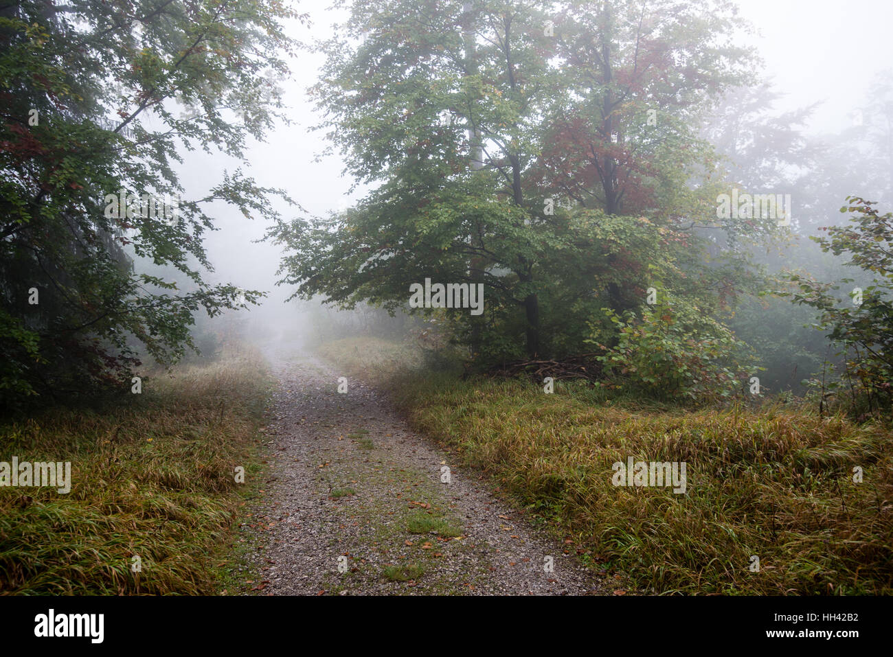 colorful autumn trees in heavy mist in wet forest after rain. scenic ...