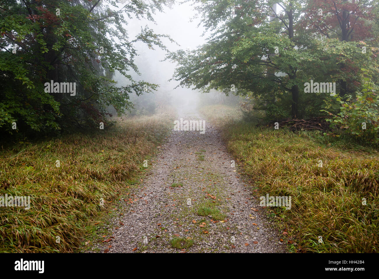 colorful autumn trees in heavy mist in wet forest after rain. scenic ...