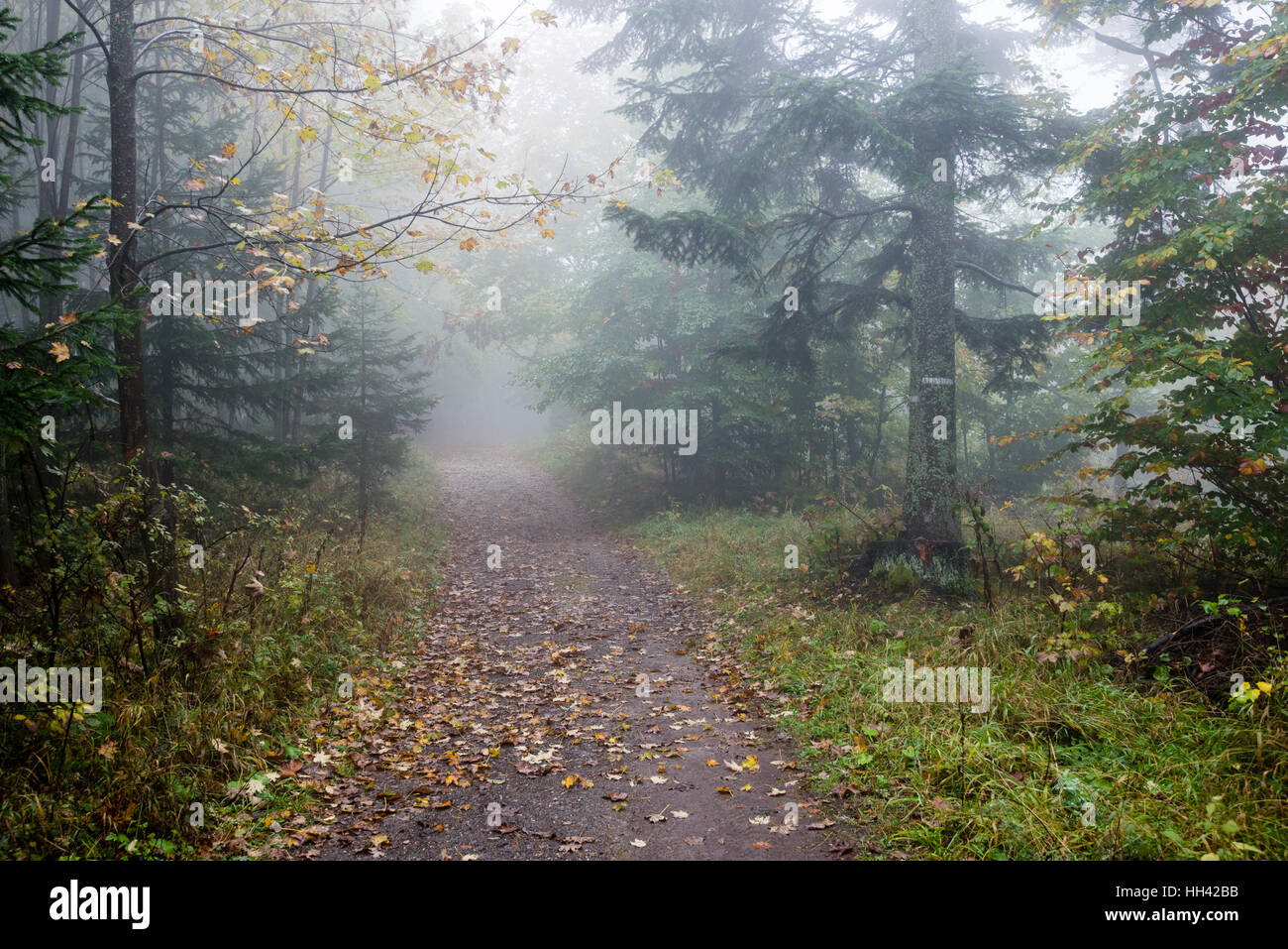 colorful autumn trees in heavy mist in wet forest after rain. scenic ...