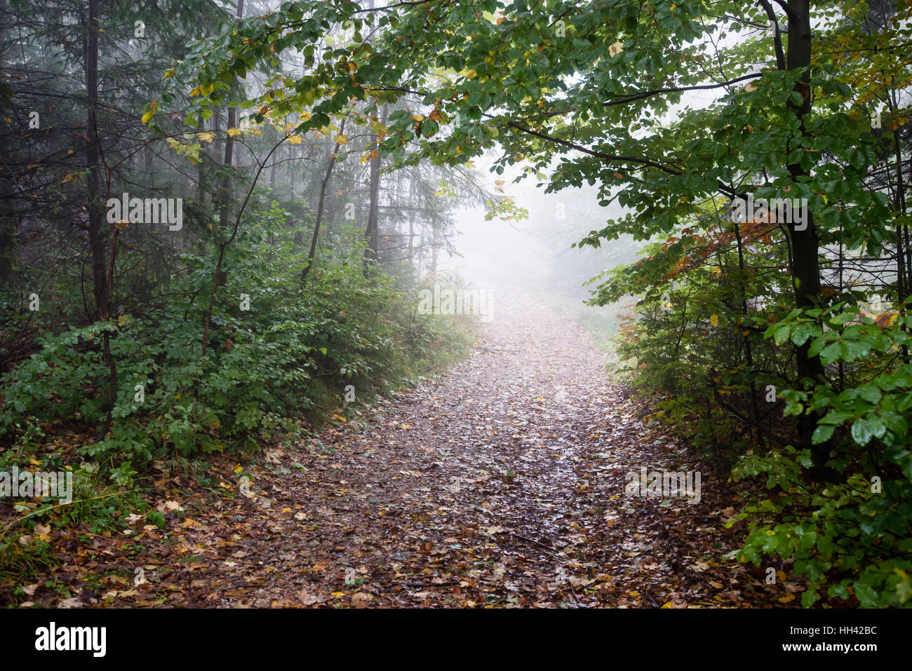 colorful autumn trees in heavy mist in wet forest after rain. scenic ...