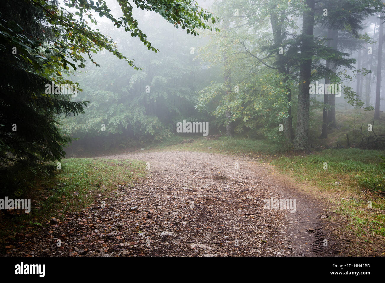 colorful autumn trees in heavy mist in wet forest after rain. scenic ...