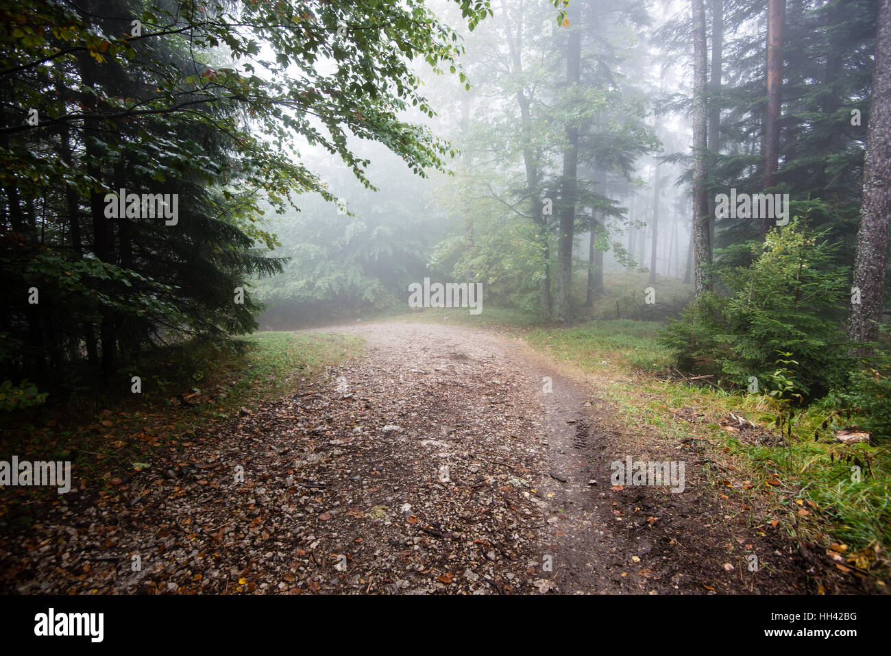 colorful autumn trees in heavy mist in wet forest after rain. scenic ...