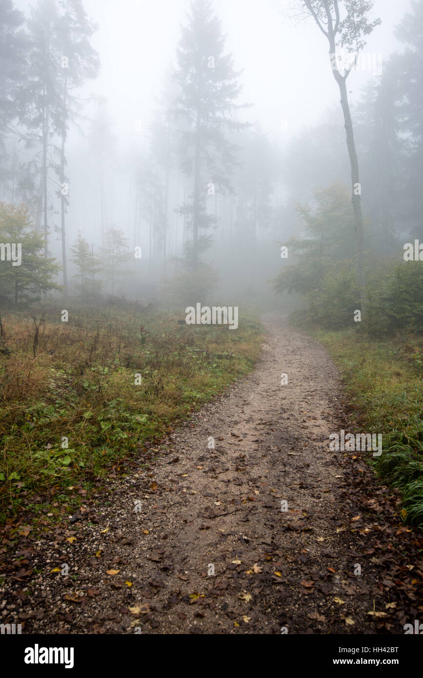 colorful autumn trees in heavy mist in wet forest after rain. scenic ...