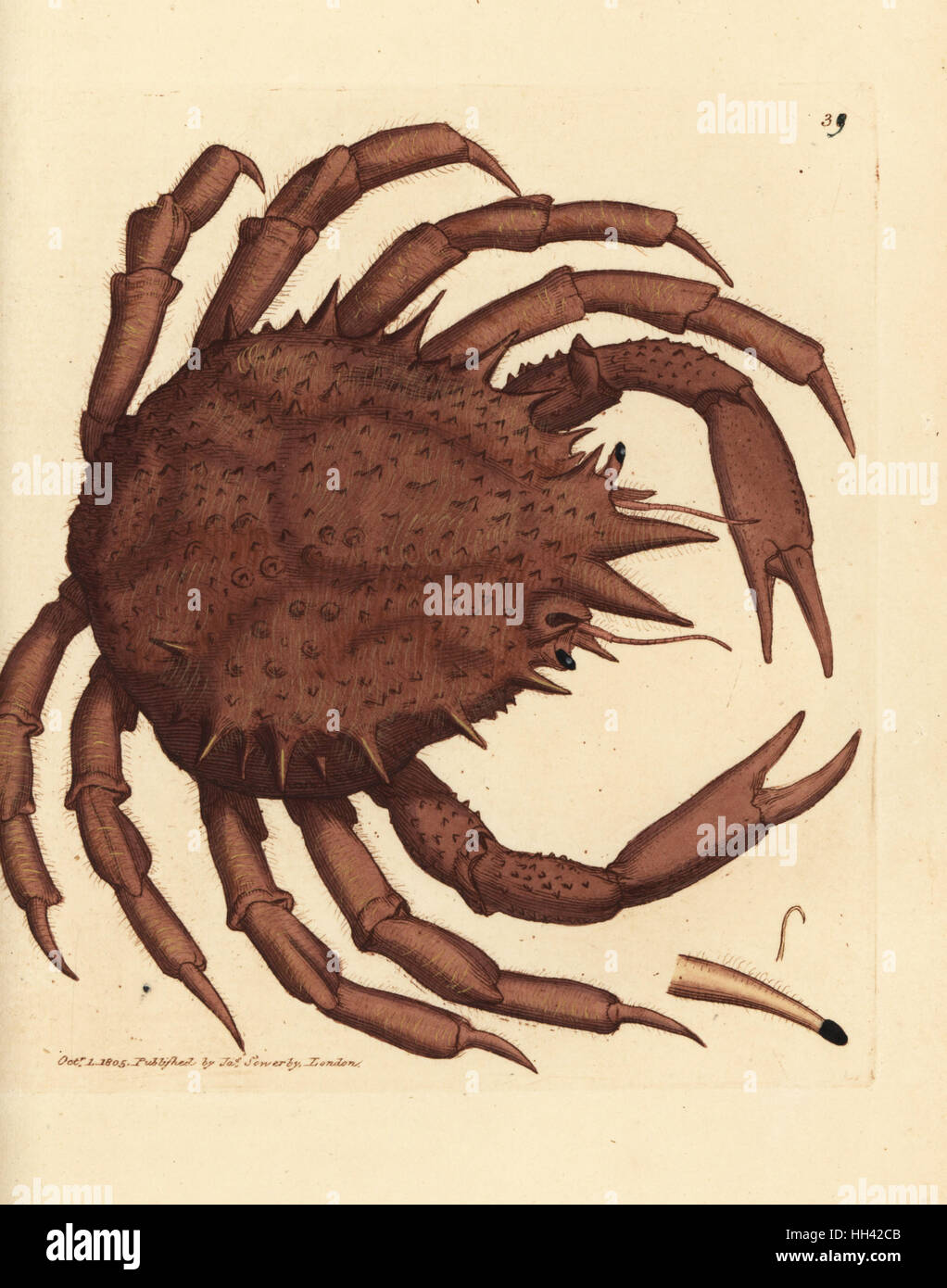 Norway king crab or northern stone crab, Lithodes maja. Handcoloured ...