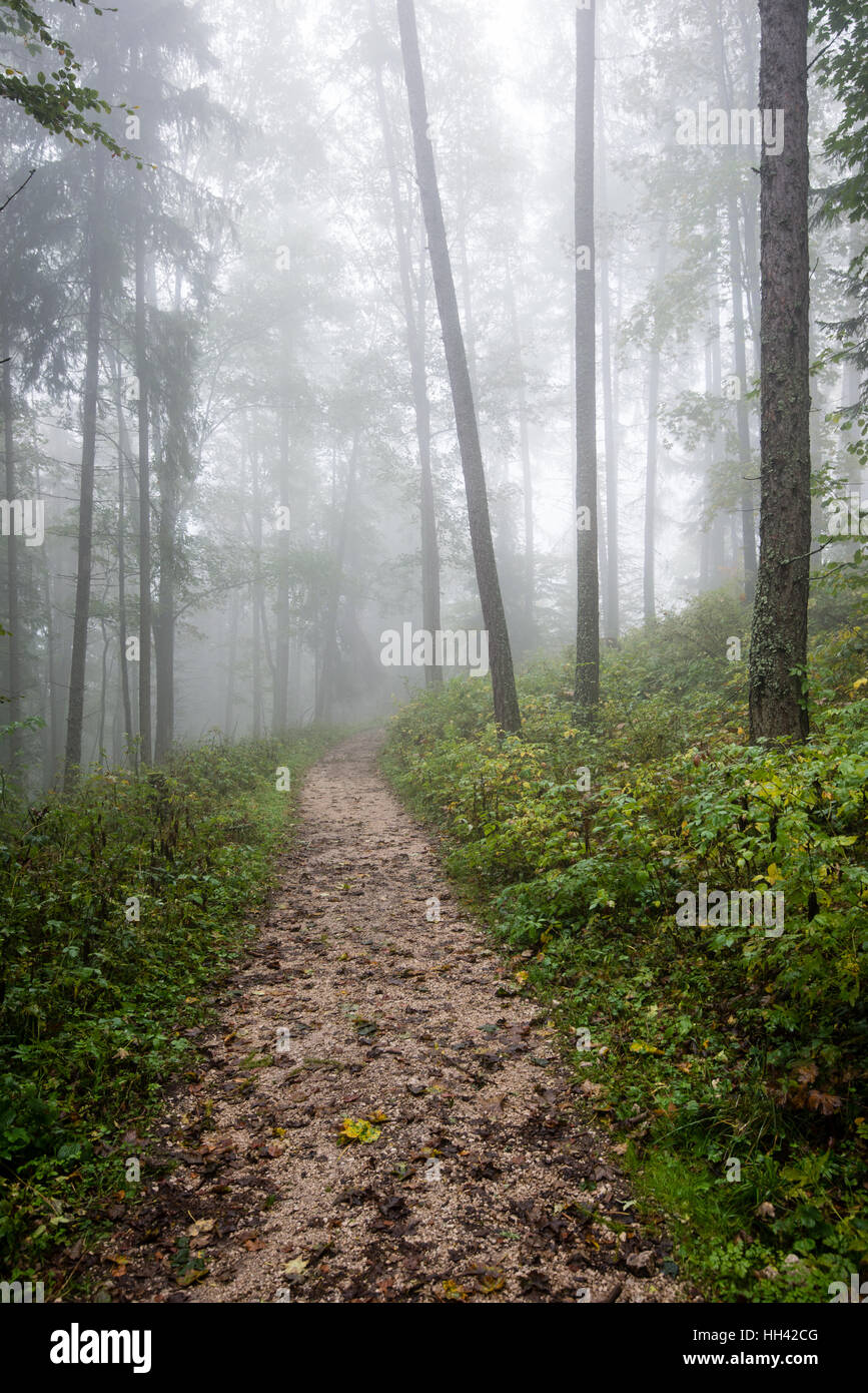 colorful autumn trees in heavy mist in wet forest after rain. scenic ...
