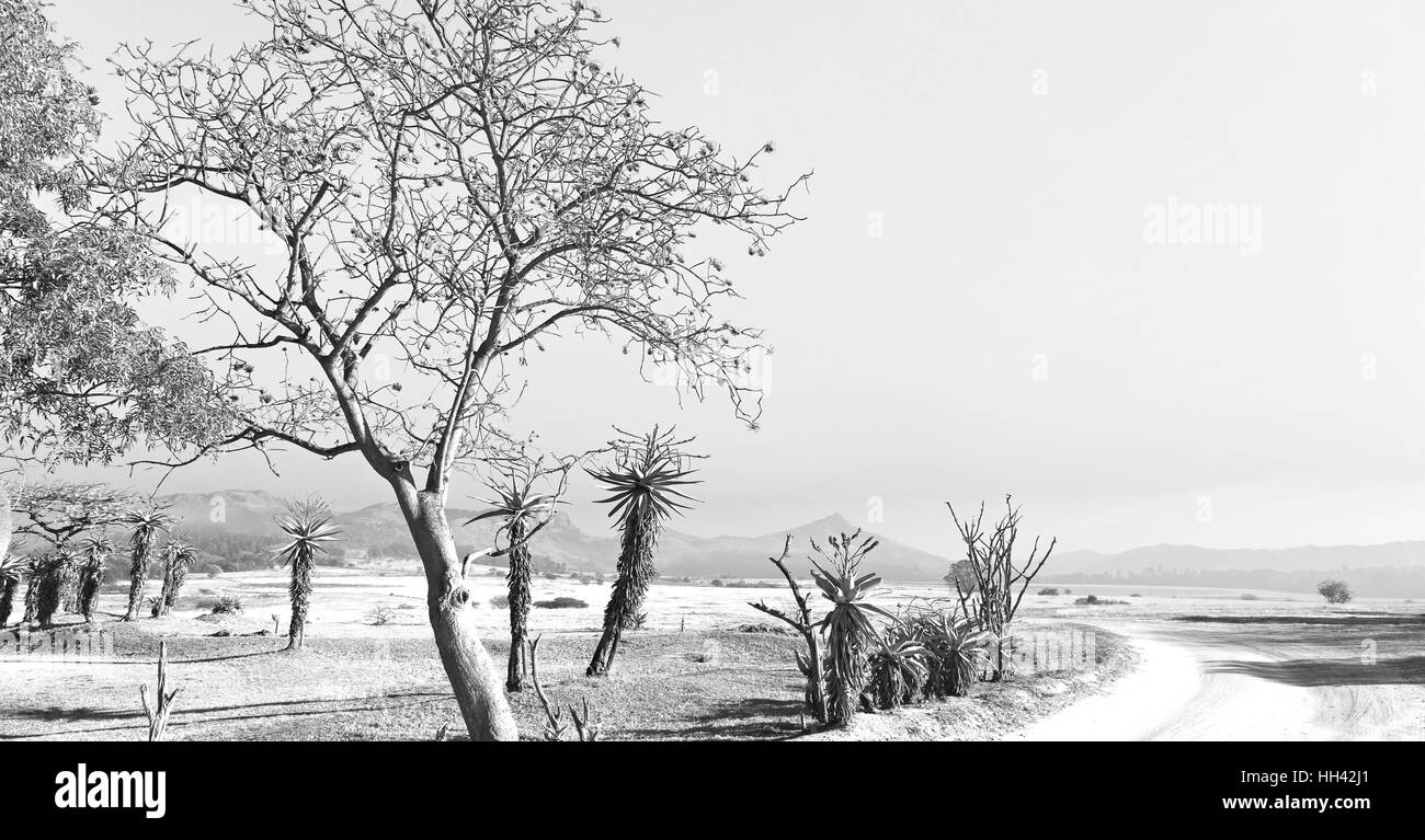 blur in swaziland mlilwane wildlife nature reserve mountain and tree ...