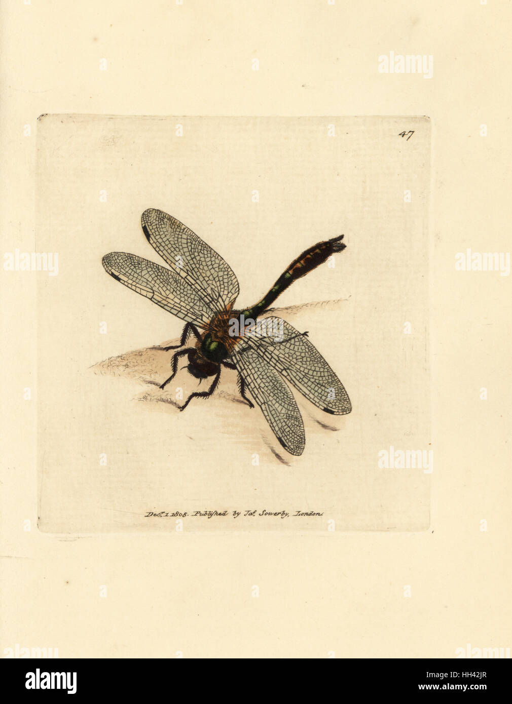 Downy emerald dragonfly, Cordulia aenea (Metallic dragonfly, Libellula ...