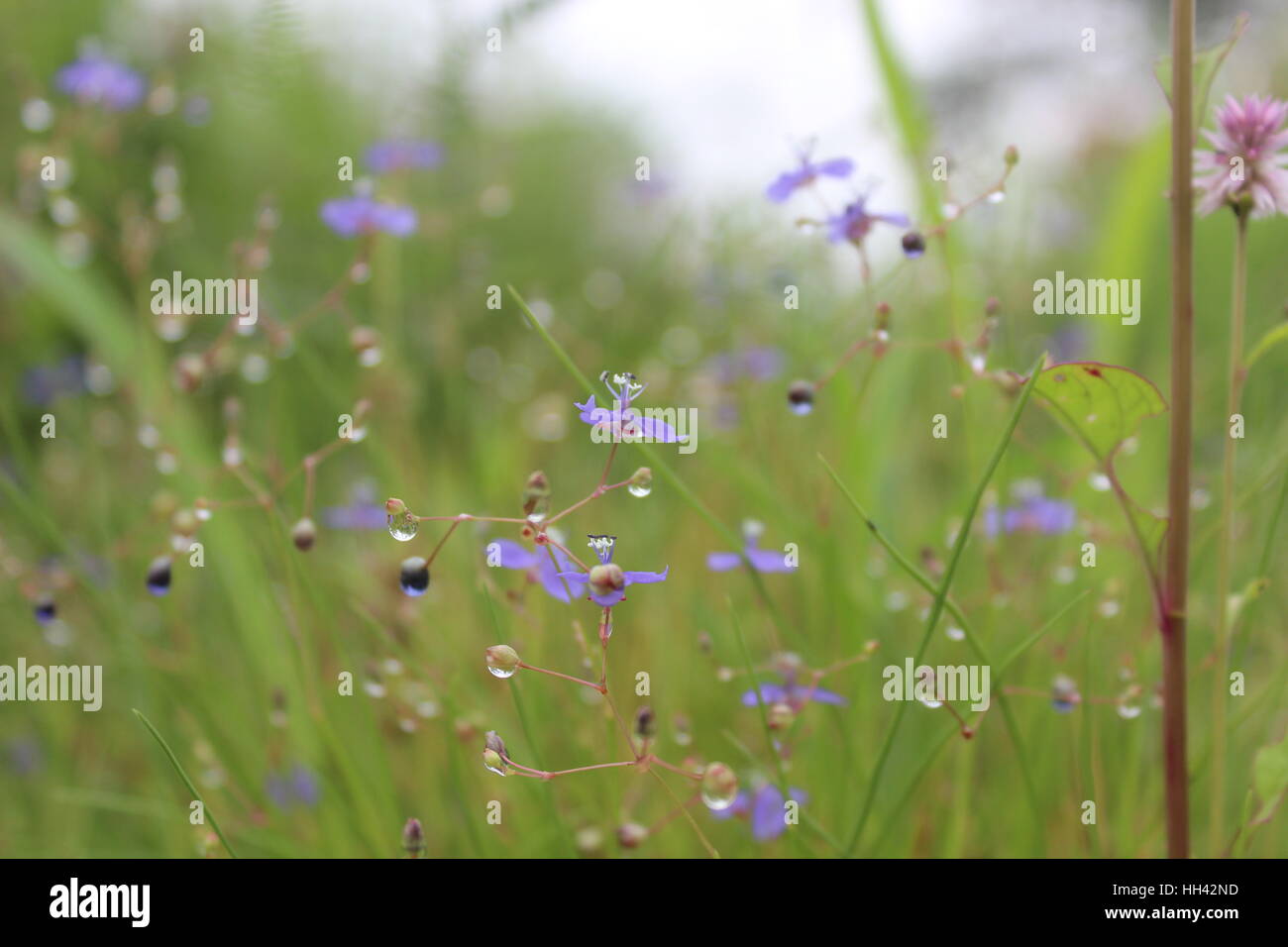 Wild flowers with morning dew drops Stock Photo - Alamy