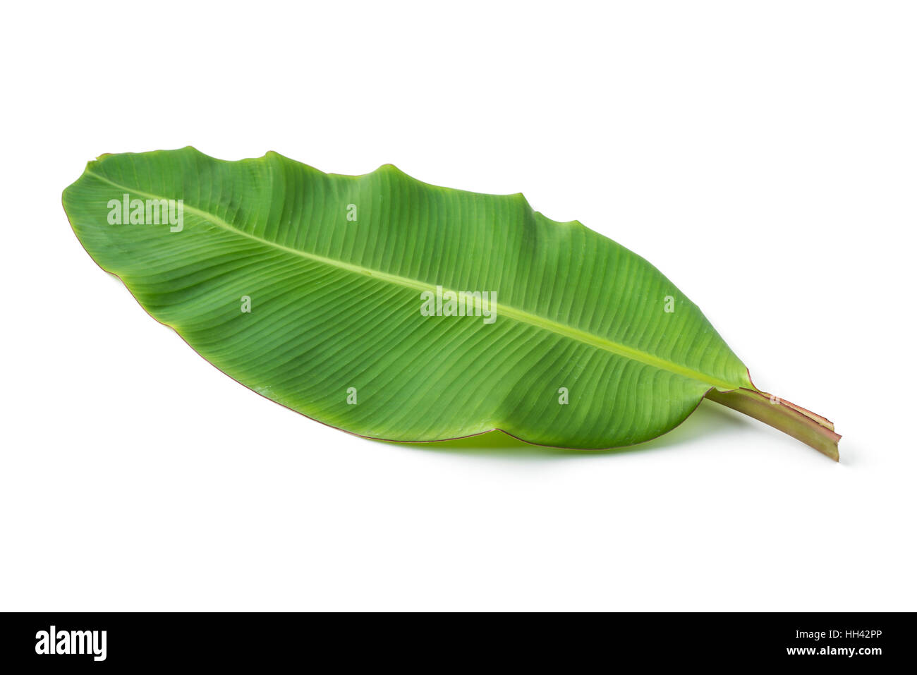 Banana leaf hi-res stock photography and images - Alamy