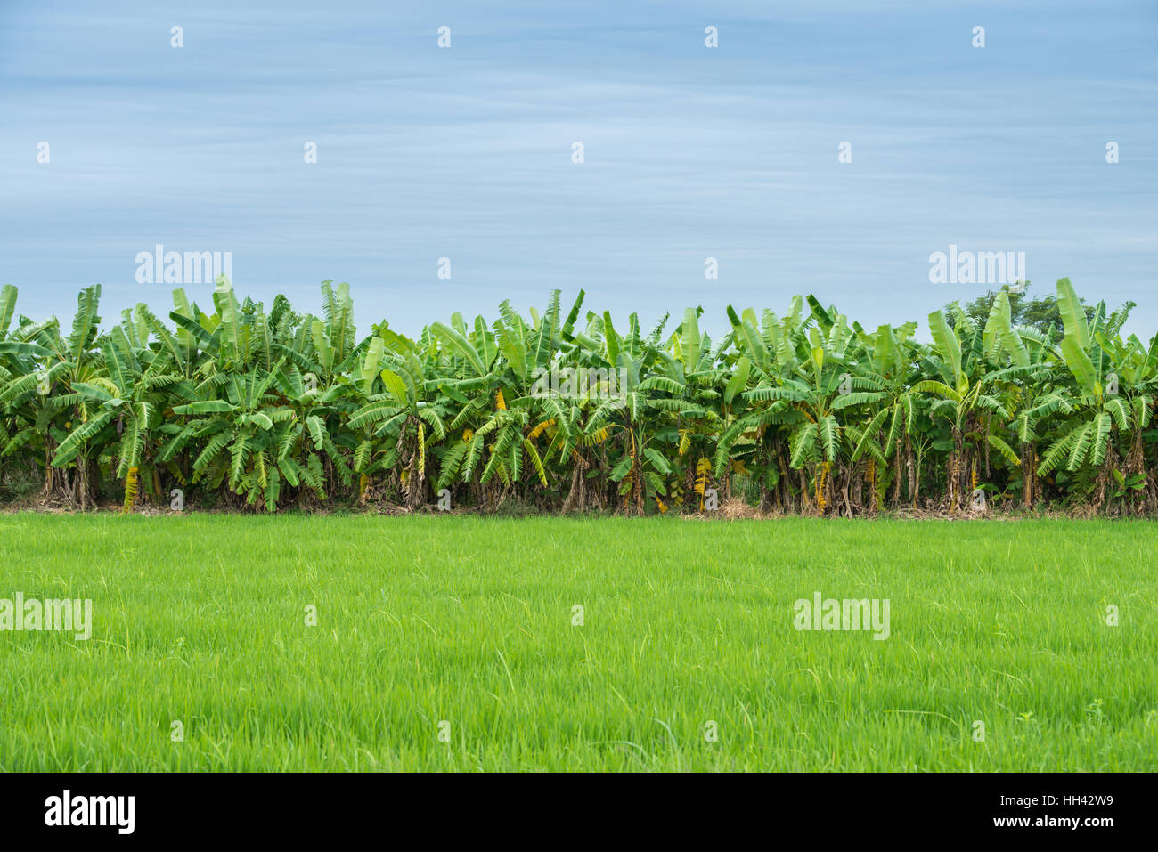 Banana plantations hi-res stock photography and images - Alamy