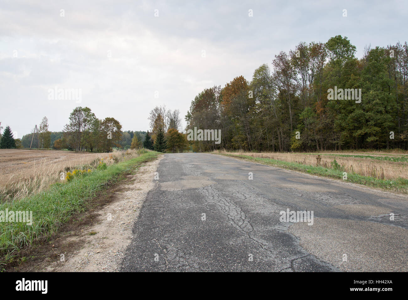 wet asphalt road with sun reflections and trees Stock Photo - Alamy