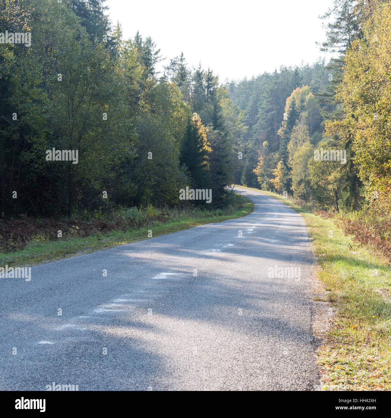 wet asphalt road with sun reflections and trees Stock Photo - Alamy