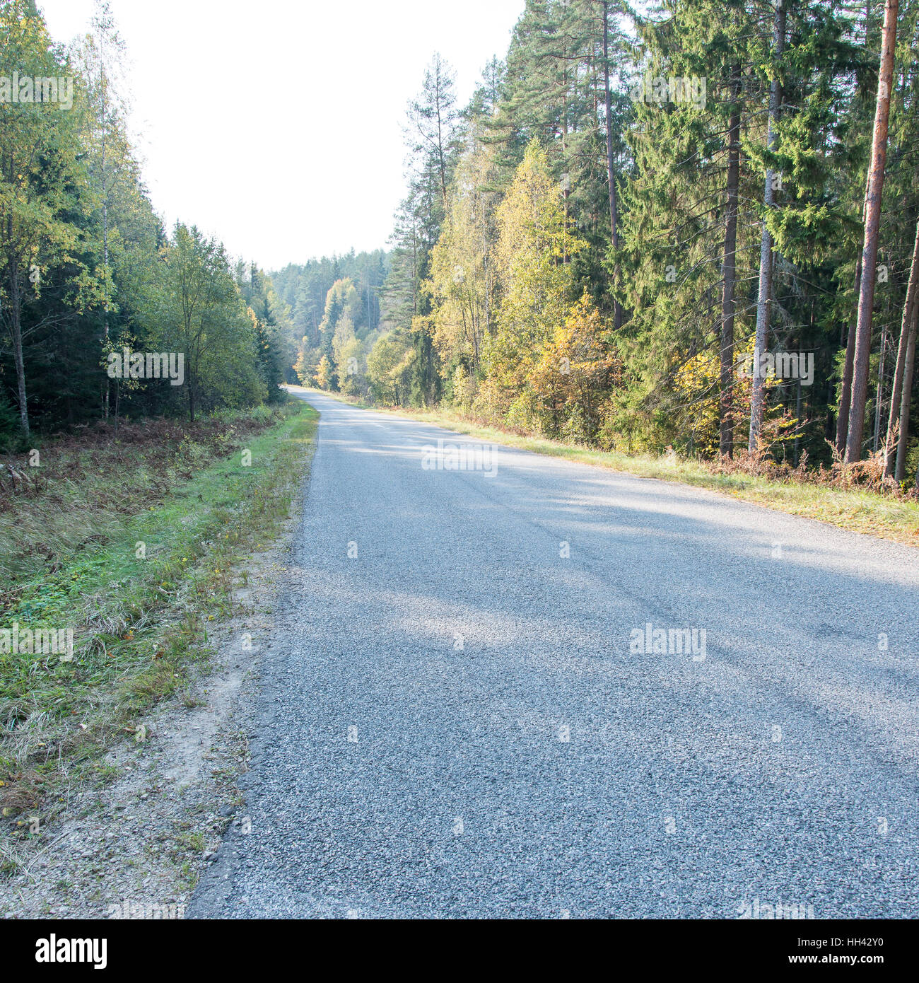 wet asphalt road with sun reflections and trees Stock Photo - Alamy