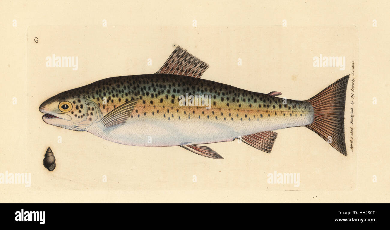 Brown trout, Salmo trutta fario (Gillaroo trout, Salmo fario ...
