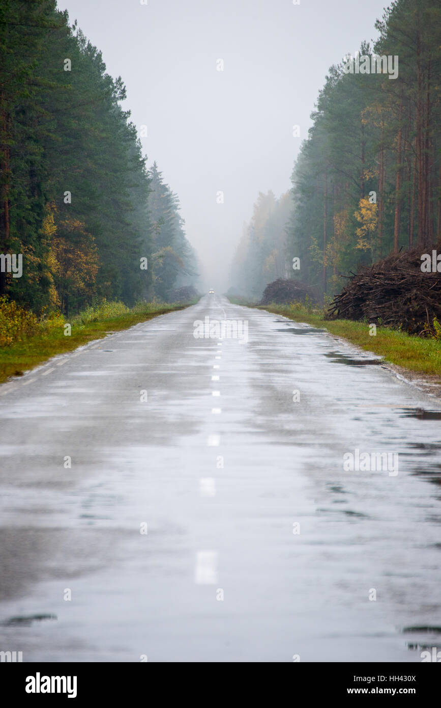wet asphalt road with sun reflections and trees Stock Photo - Alamy