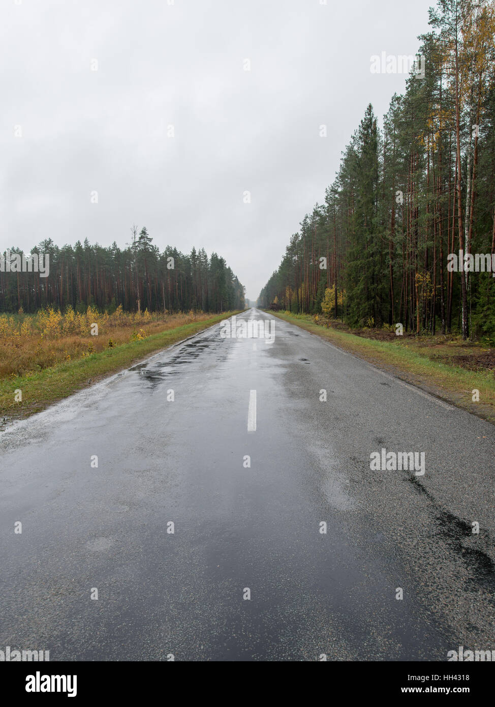wet asphalt road with sun reflections and trees Stock Photo - Alamy