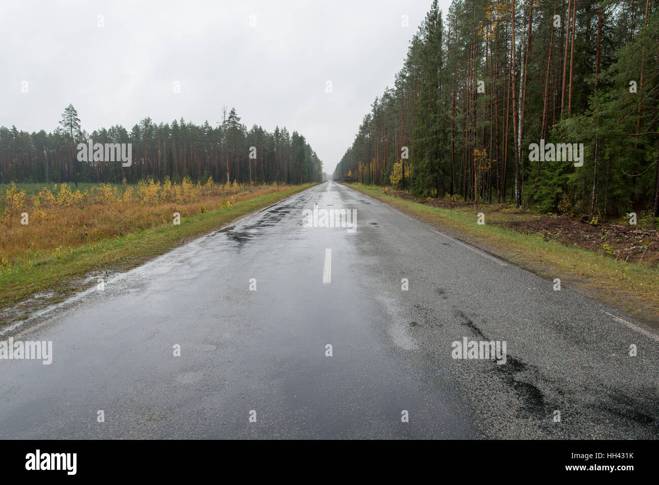 wet asphalt road with sun reflections and trees Stock Photo - Alamy