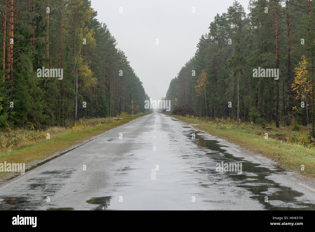wet asphalt road with sun reflections and trees Stock Photo - Alamy