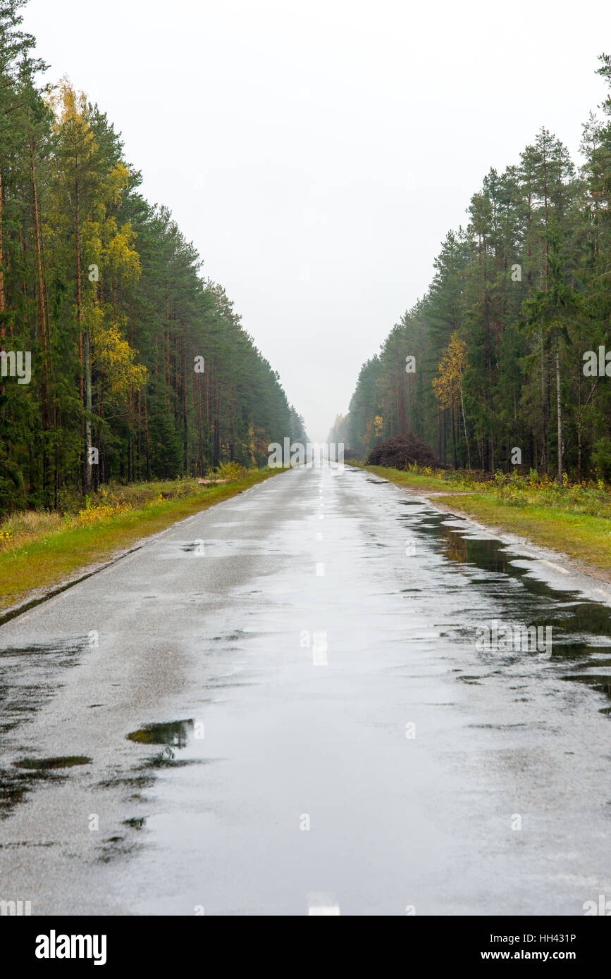 wet asphalt road with sun reflections and trees Stock Photo - Alamy