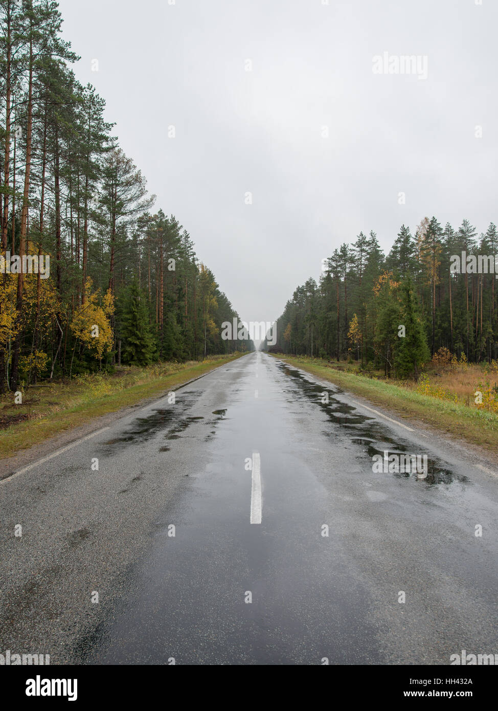 wet asphalt road with sun reflections and trees Stock Photo - Alamy