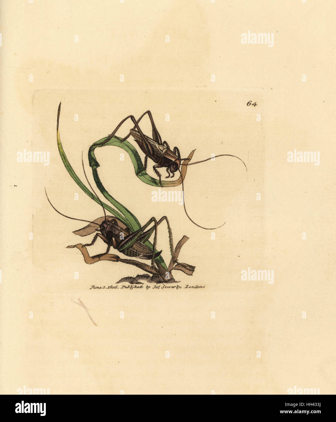 Grey bush cricket, Platycleis grisea (Gray locust, Locusta grisea ...