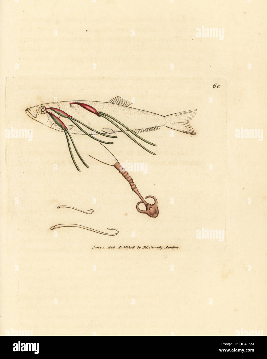 Parasite hi-res stock photography and images - Alamy