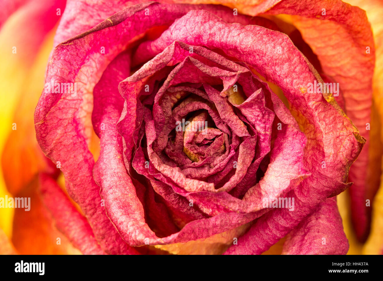Beautiful rose flower close up for background Stock Photo - Alamy