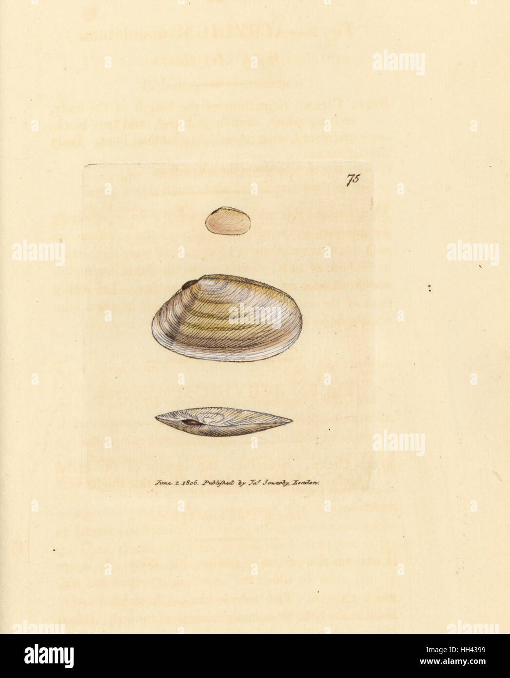 Candystick tellina shell, Tellina similis. Handcoloured copperplate ...