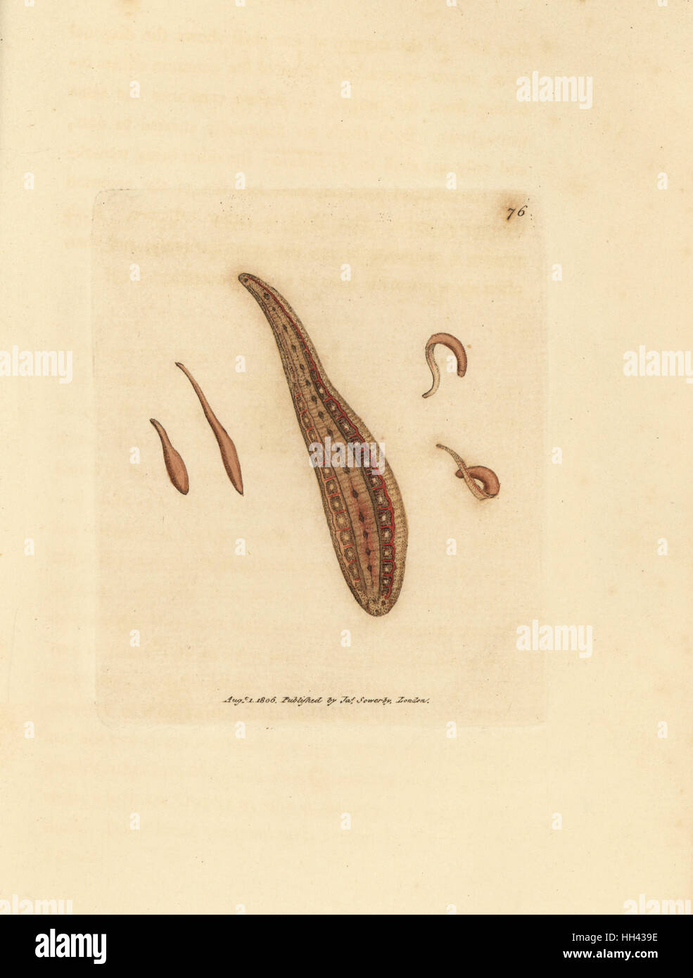 Leech, Hirudo circulans. Handcoloured copperplate engraving by James ...