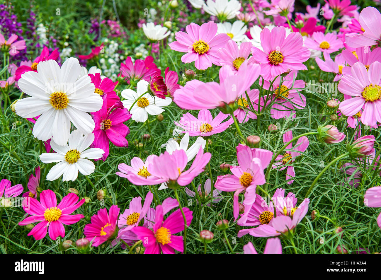 Most beautiful cosmos garden hi-res stock photography and images - Alamy