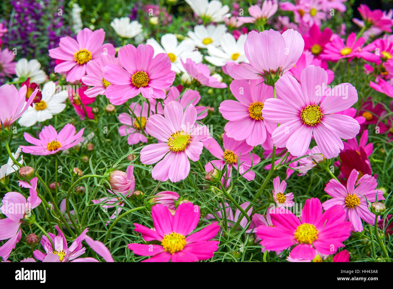 Meadow pink flowers hi-res stock photography and images - Alamy