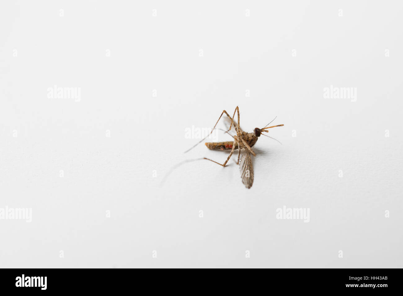 dead mosquito on white background Stock Photo - Alamy