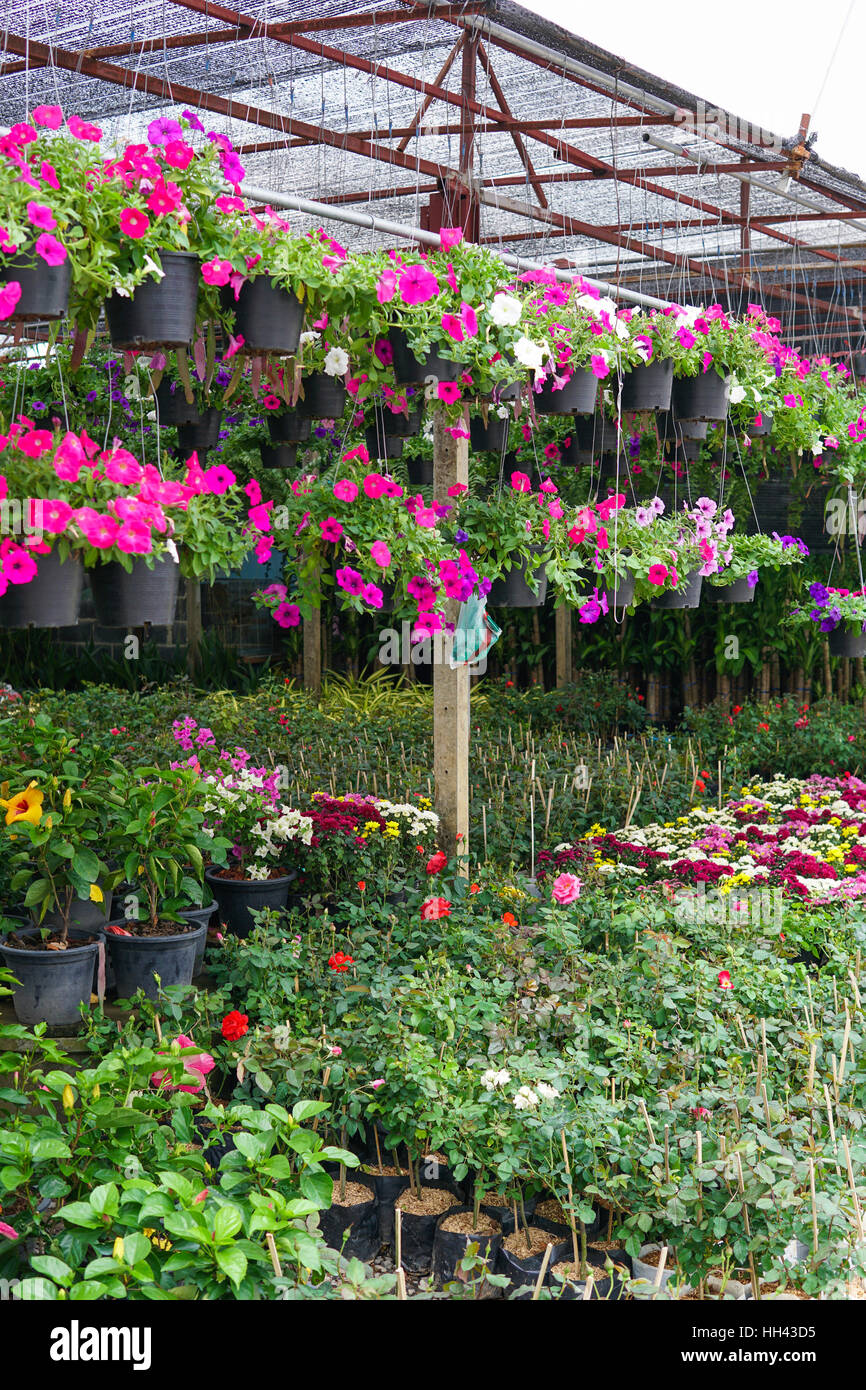 Flower shop interior hi-res stock photography and images - Alamy