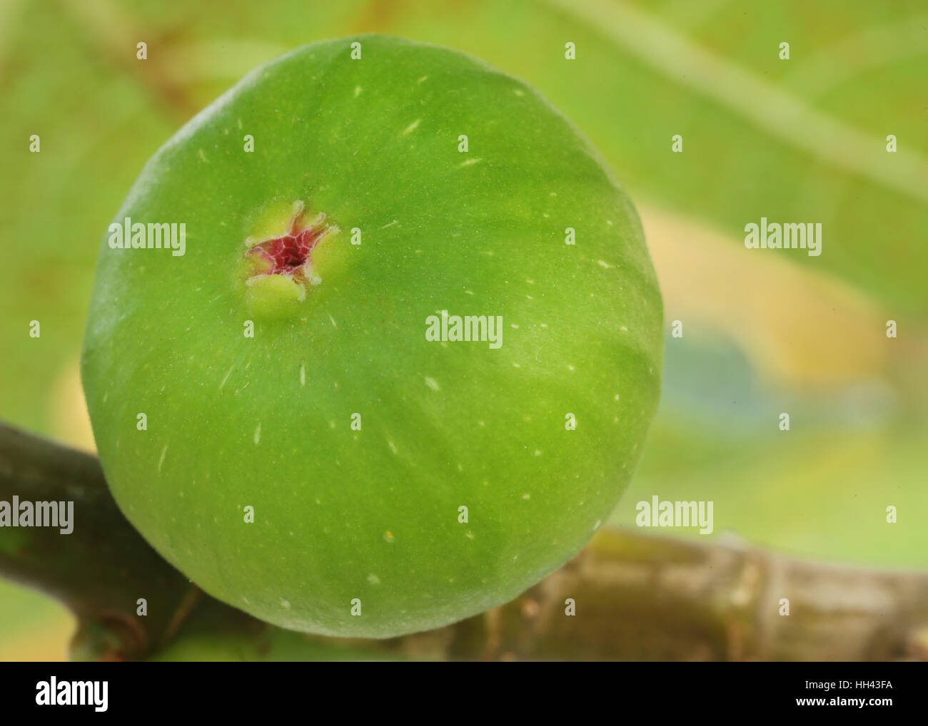 Green organic common fig in plant Stock Photo - Alamy