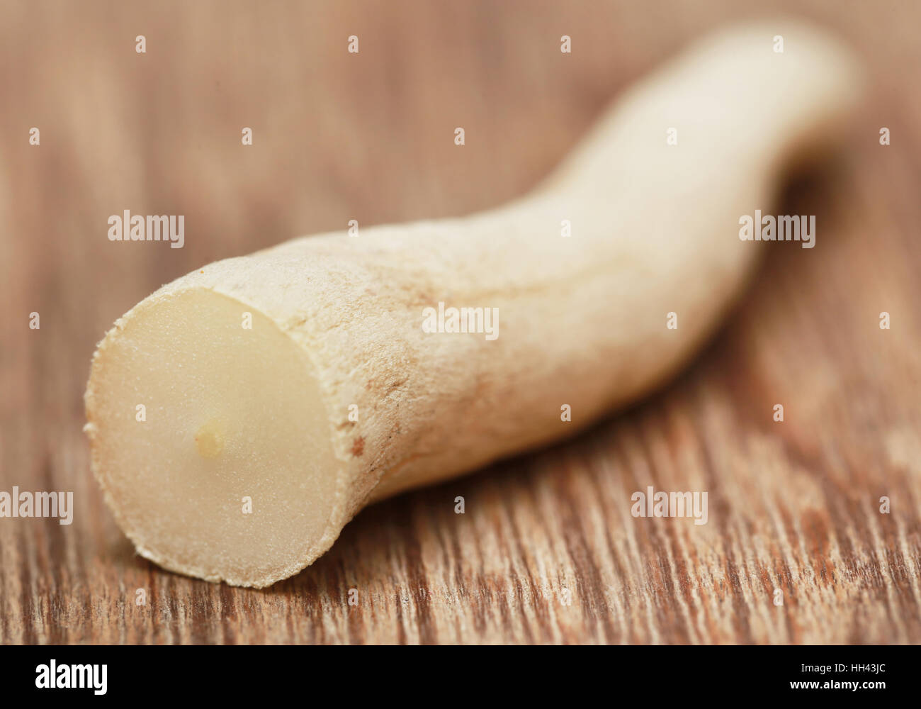 Asparagus racemosus or medicinal Shatavari of Indian subcontinent Stock ...