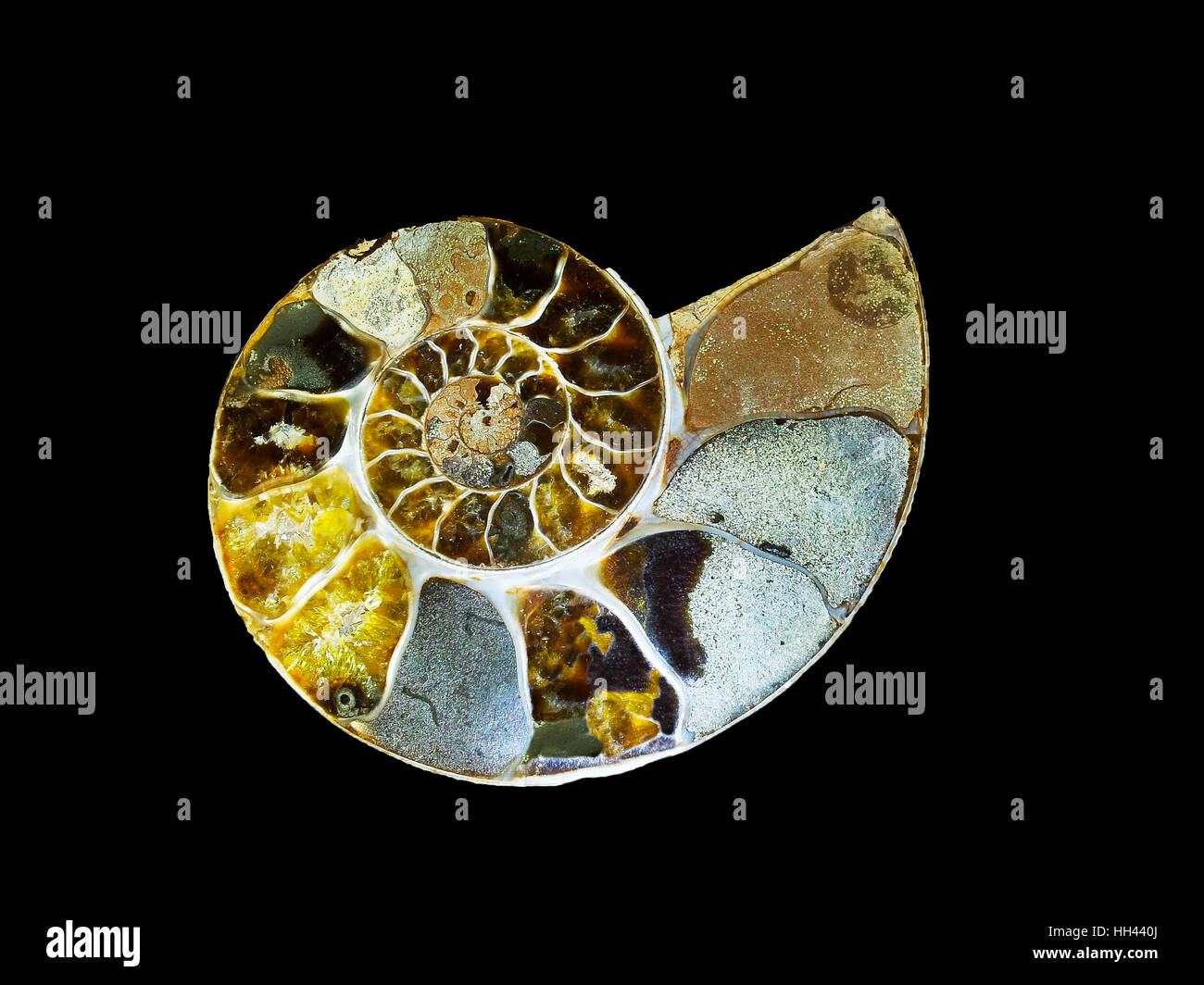 A beautiful ammonite fossil. Ammonites became extinct million years ago ...