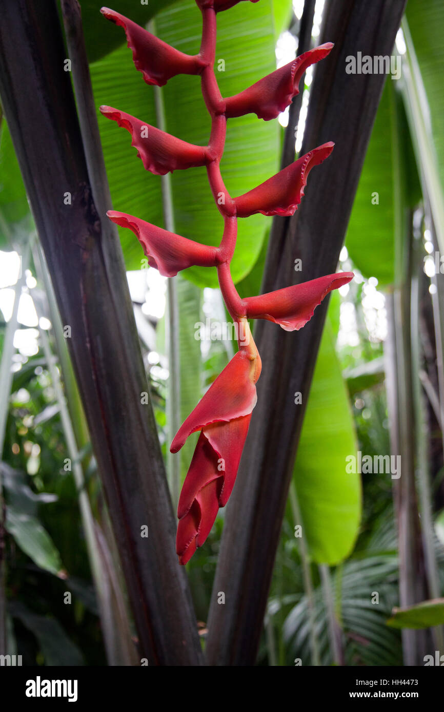 Heliconia collinsiana hi-res stock photography and images - Alamy