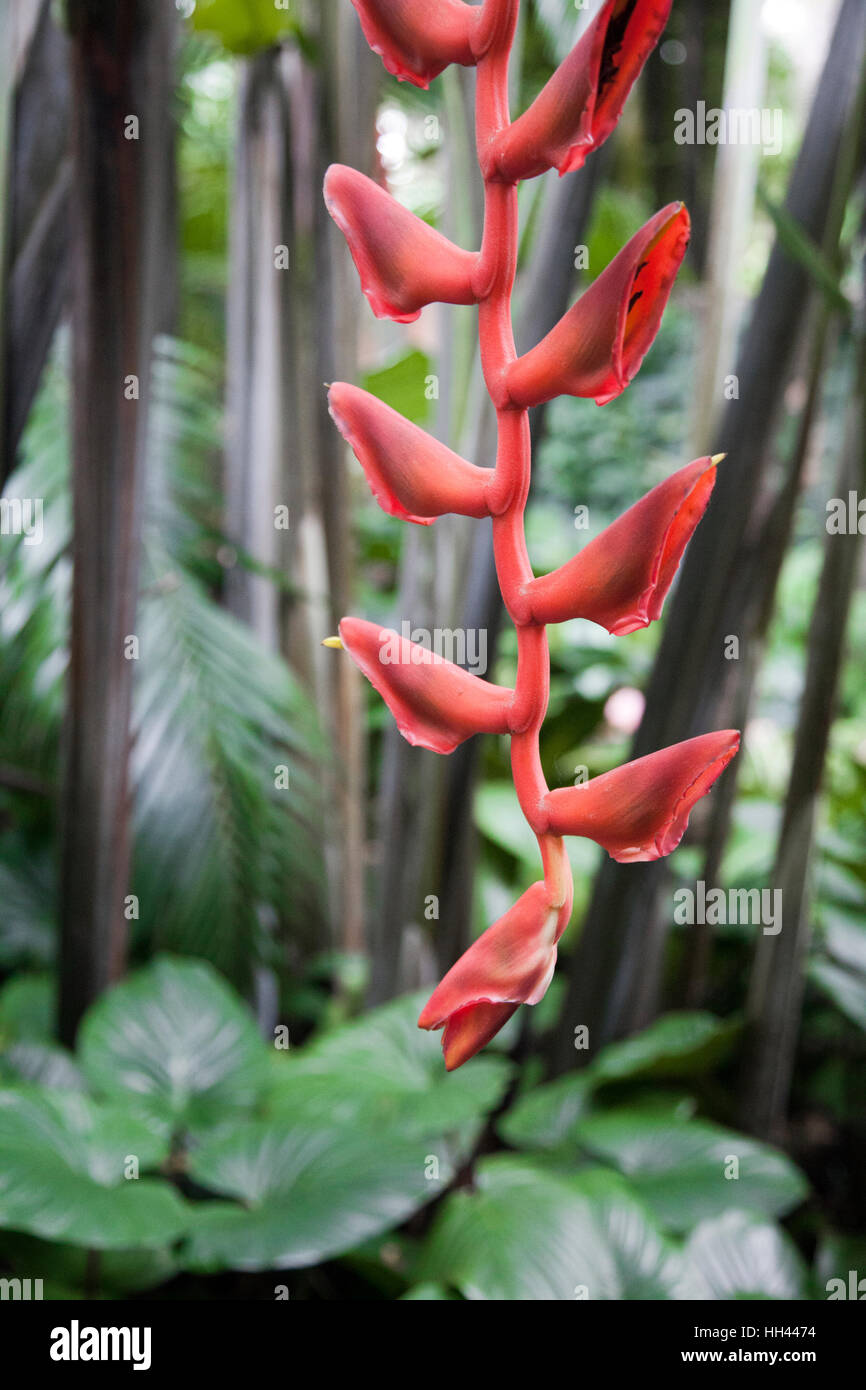Heliconia collinsiana Hanging Red Plant in Thailand Stock Photo - Alamy